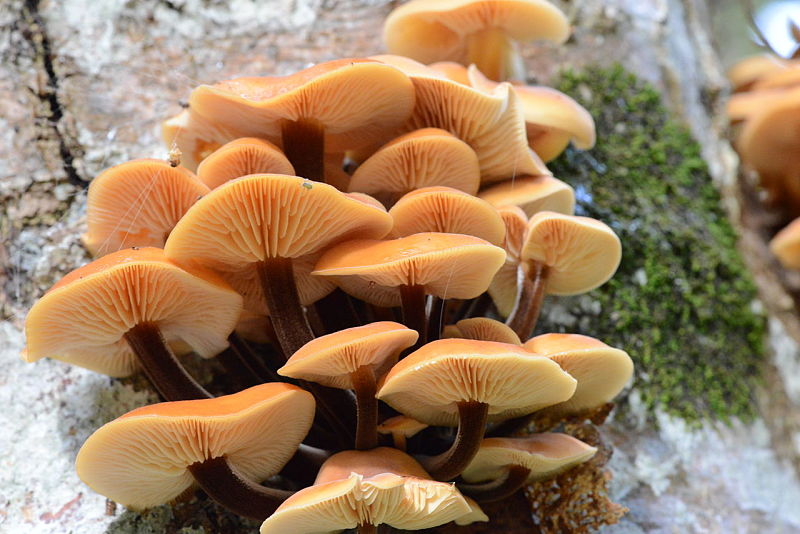 Cogumelo Enoki: confira nosso guia completo