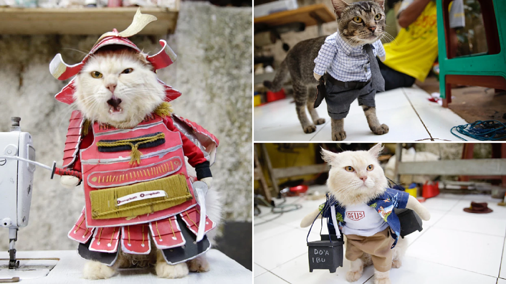Designer de roupas para pet mira amantes de gatos no Japão