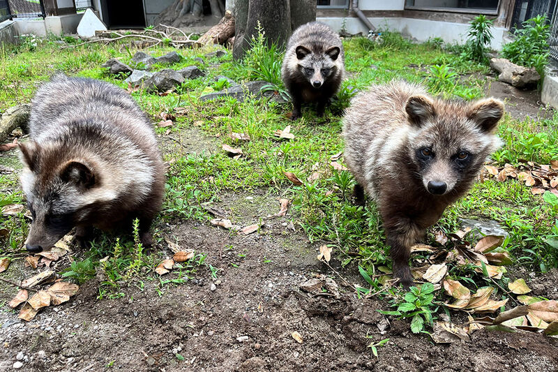 Tanuki: mitologia, poderes, animal e amuleto