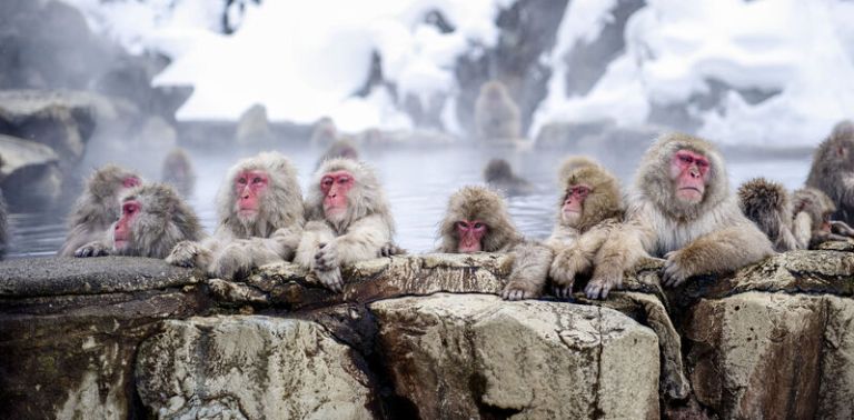 Parque Jigokudani: macacos de neve que tomam banho onsen